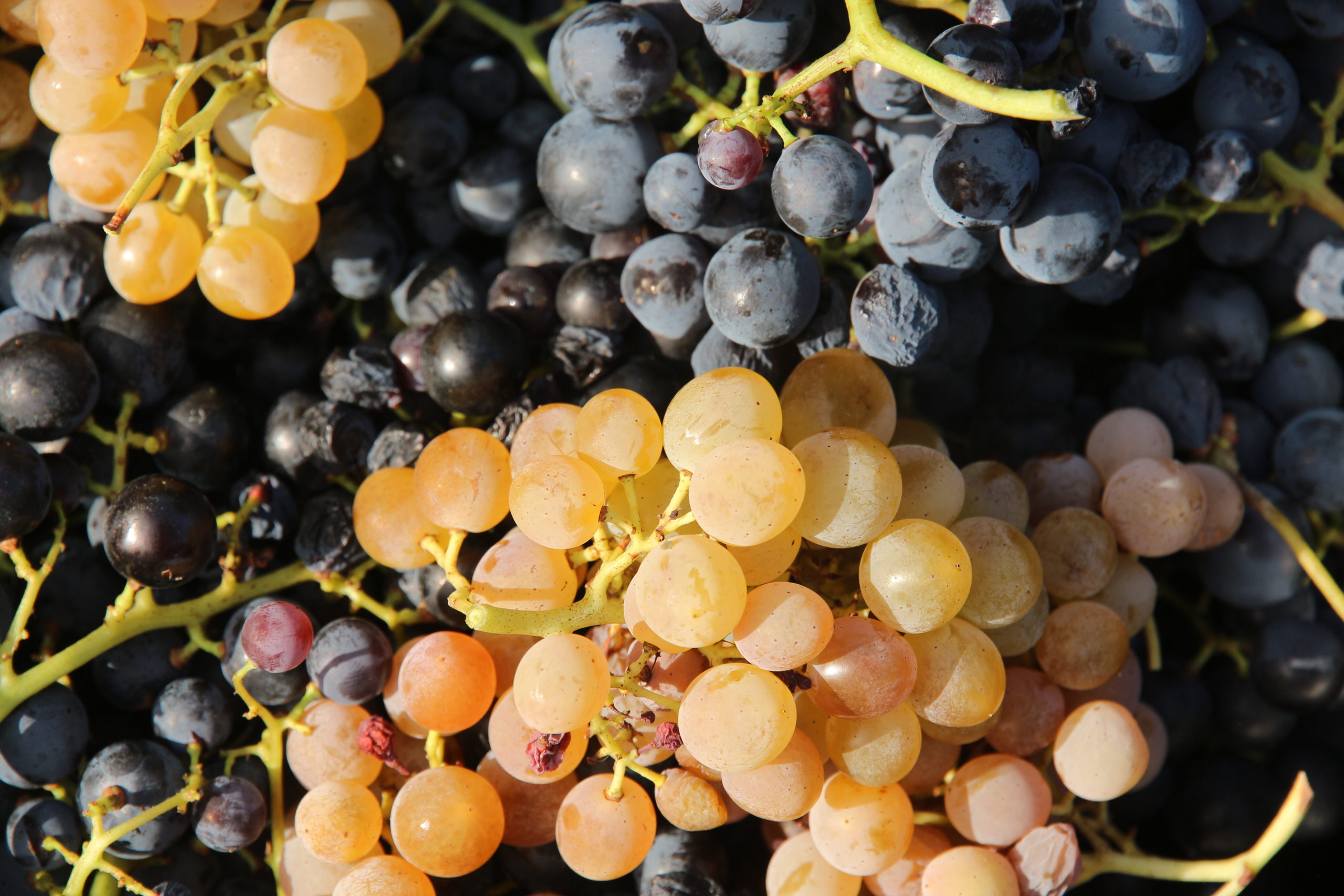 C'est quoi un CRU ? Le Parler du vin - Mas Fongal